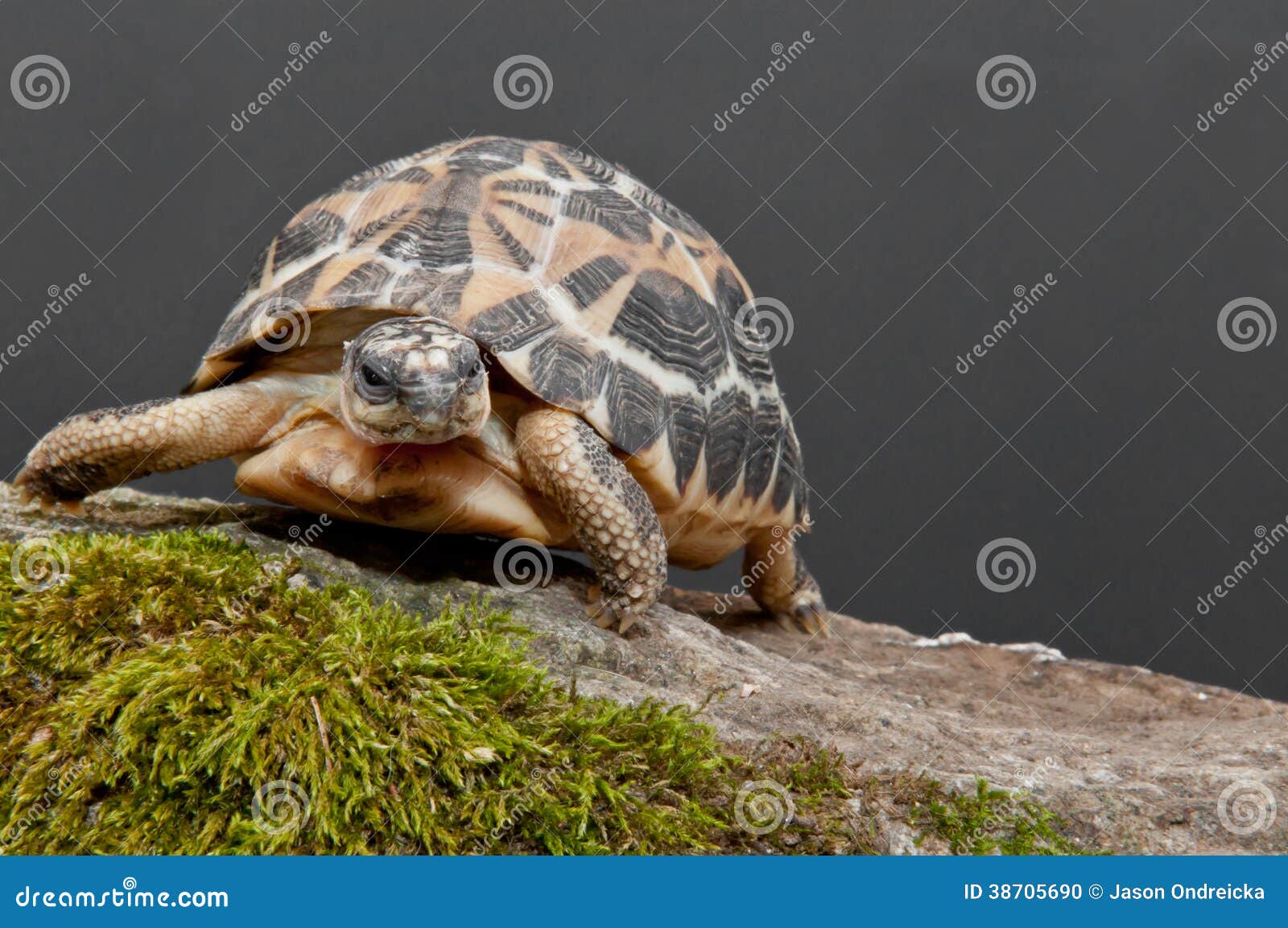 Spider Tortoise stock photo. Image of curious, adult - 38705690