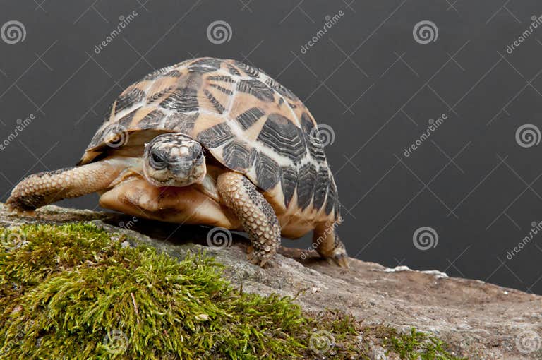 Spider Tortoise stock photo. Image of curious, adult - 38705690