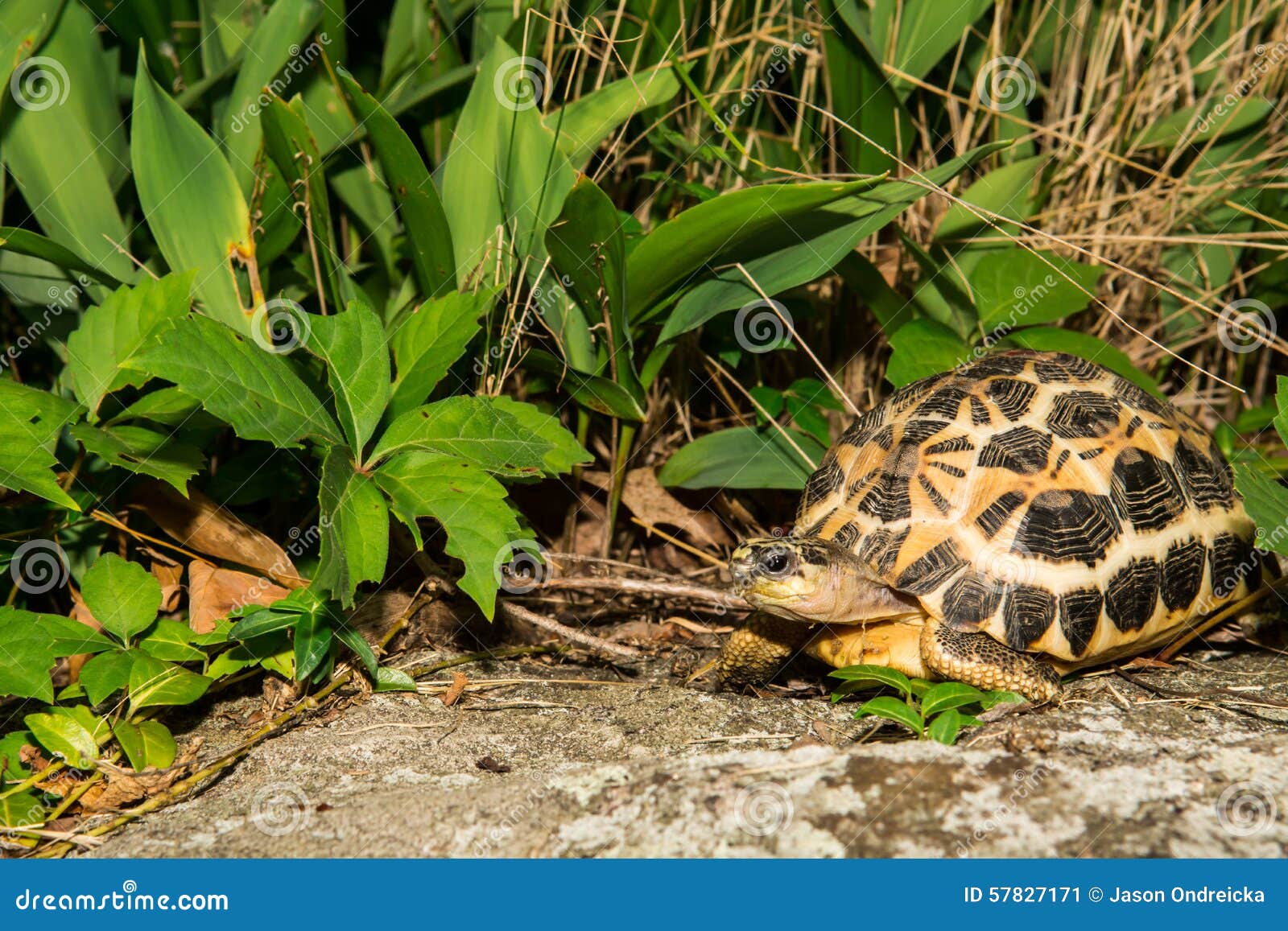 Spider Tortoise stock image. Image of amazing, ecology - 57827171