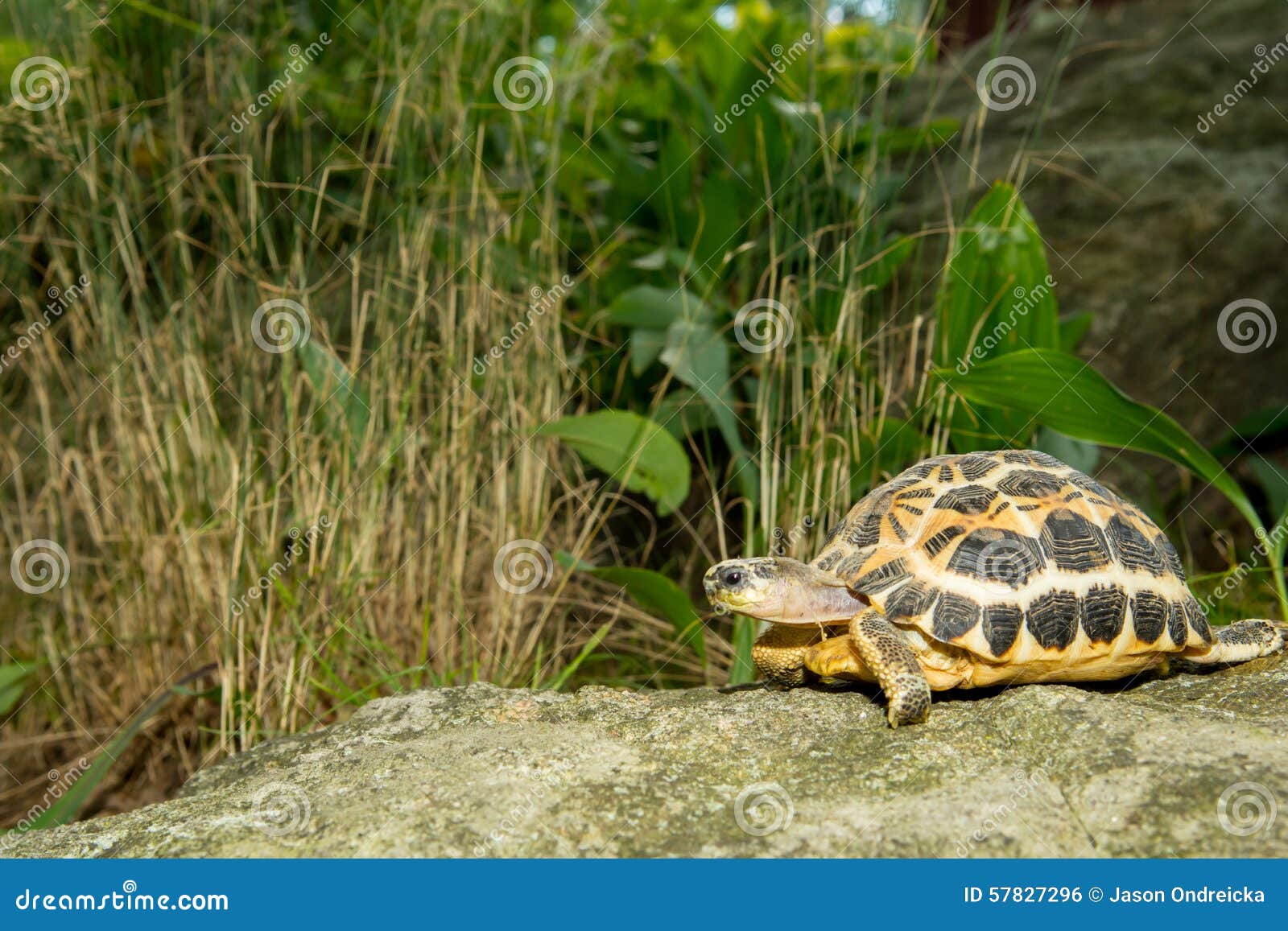 Spider Tortoise stock photo. Image of ecology, background - 57827296