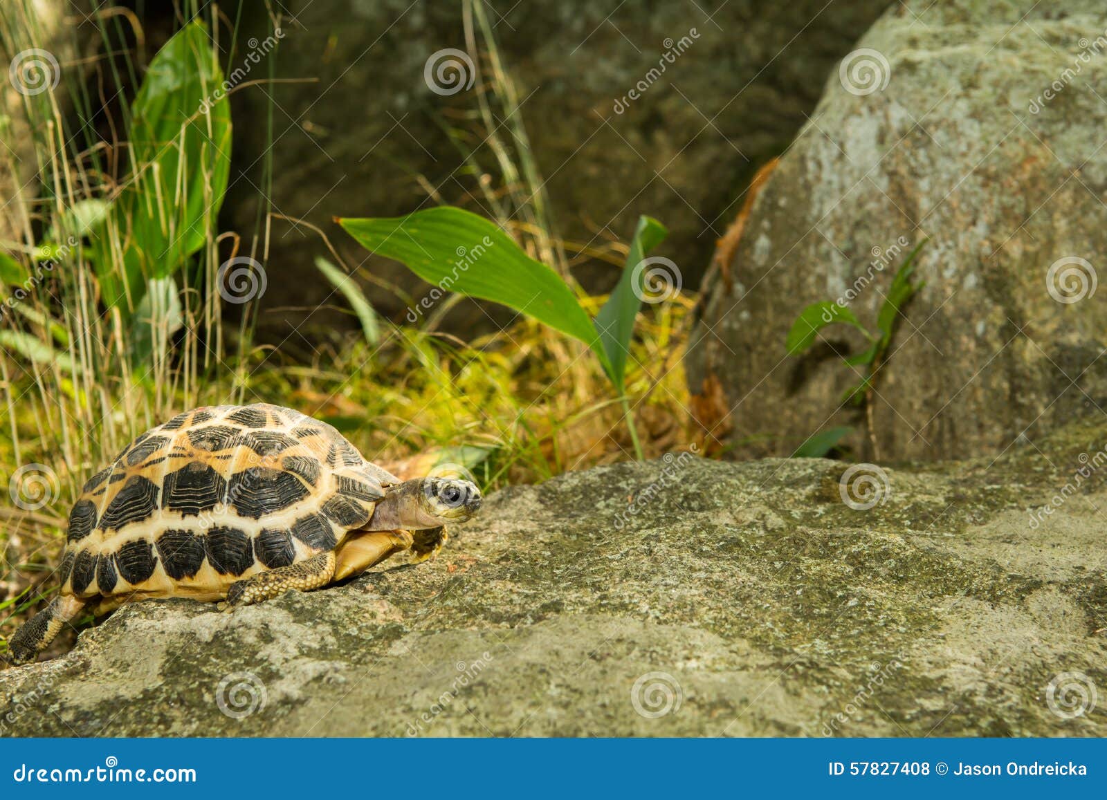 Spider Tortoise stock photo. Image of adorable, friendly - 57827408