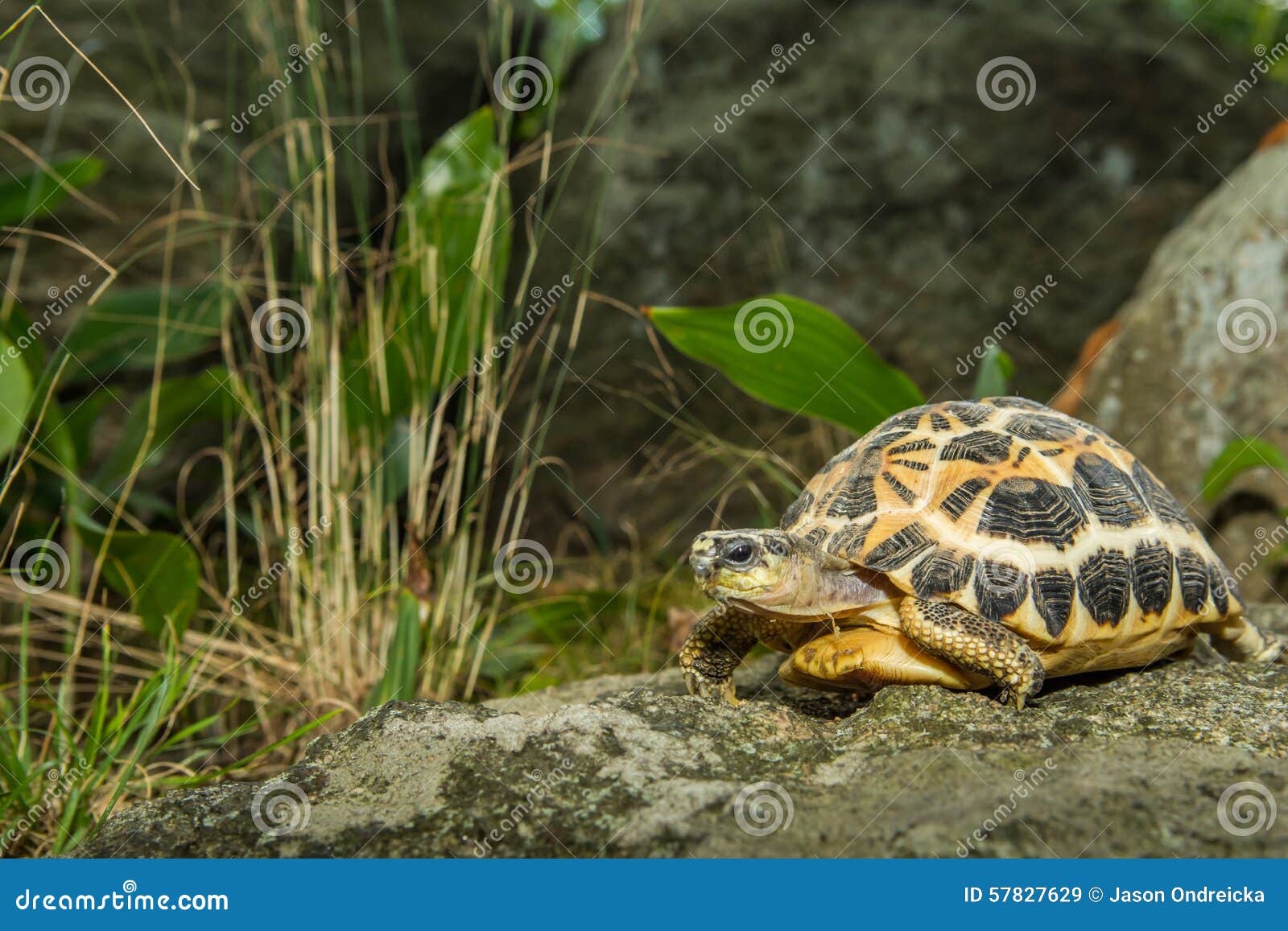 Spider Tortoise stock image. Image of adorable, common - 57827629
