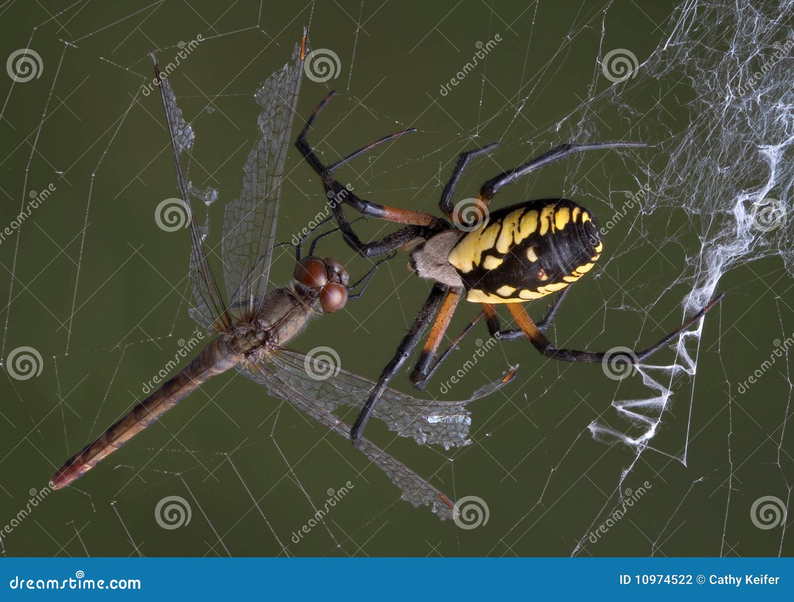 Spider touching dragonfly stock photo. Image of wildlife - 10974522