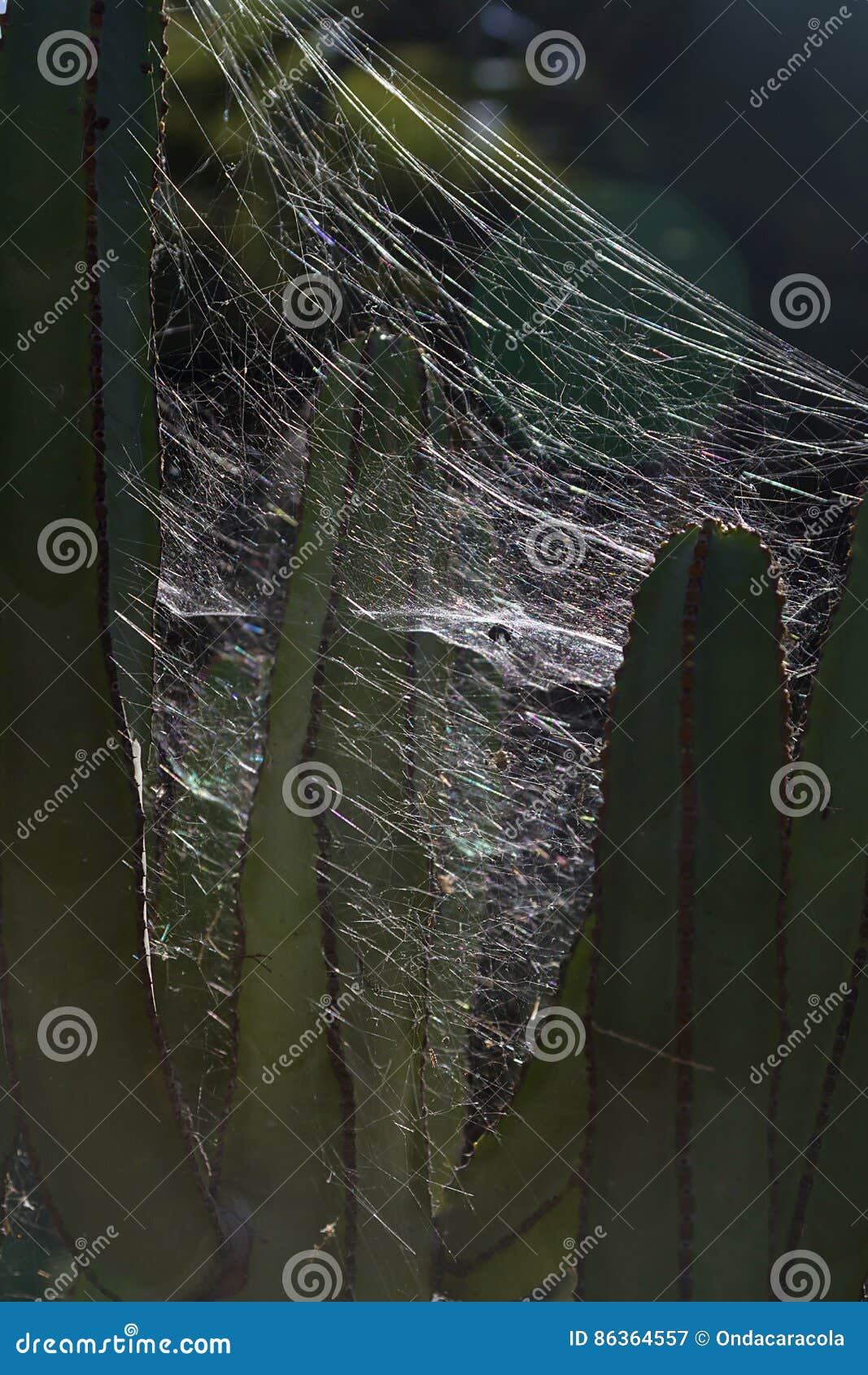 Spider trap stock image. Image of full, consistency, construction ...