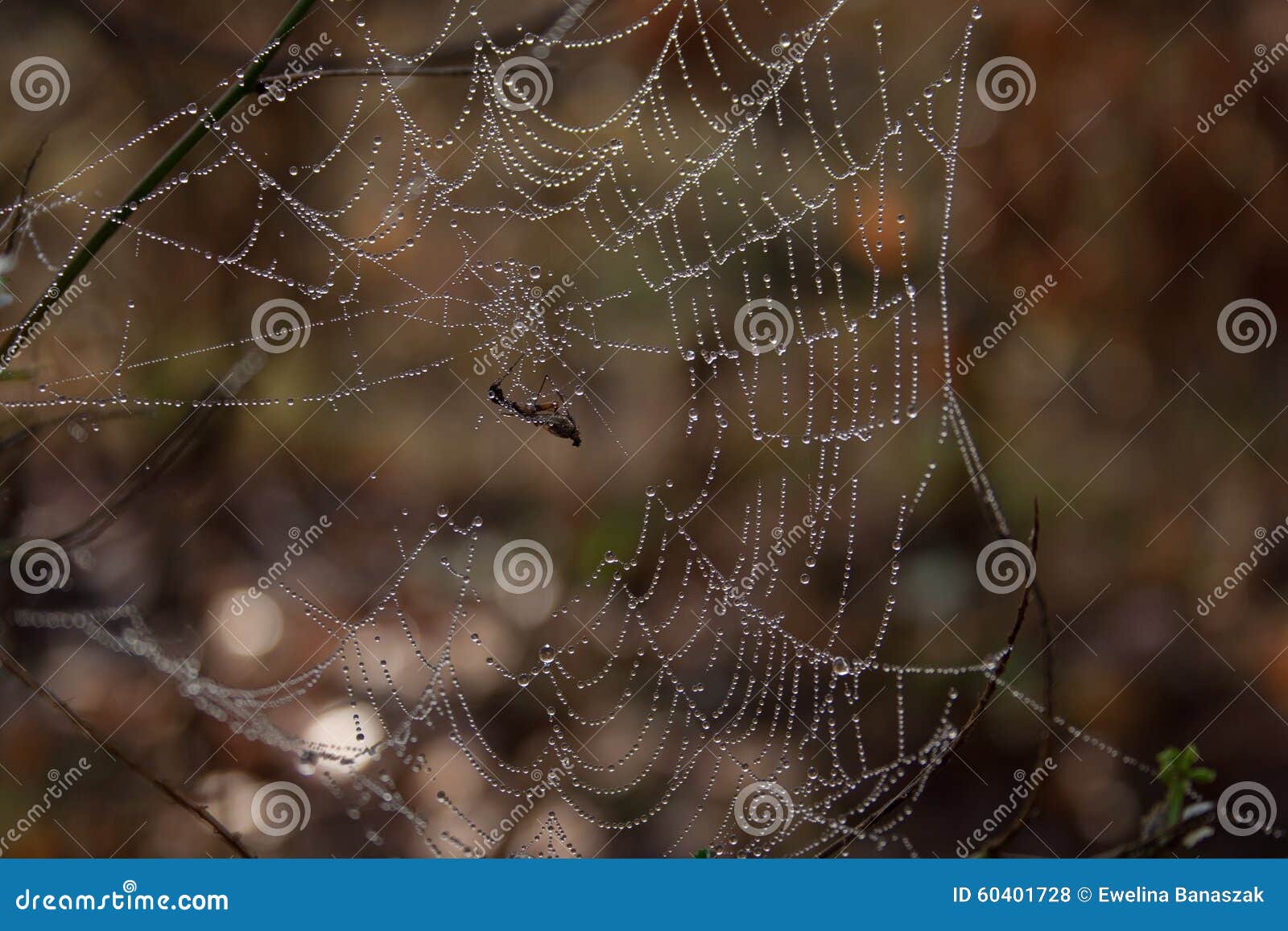 The spider trap. stock photo. Image of detail, meal, woven - 60401728
