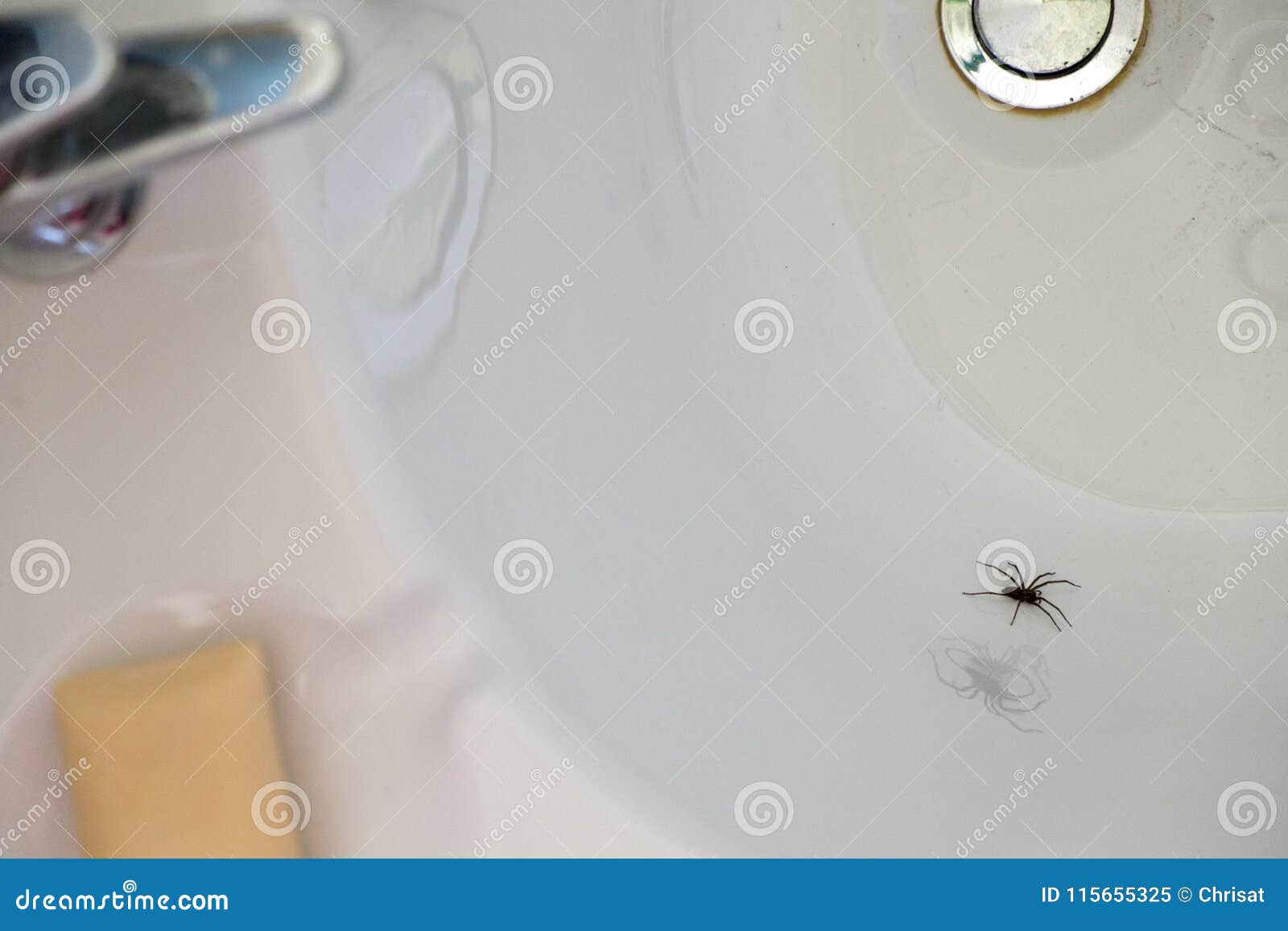 Spider trapped in a bath stock image. Image of english - 115655325