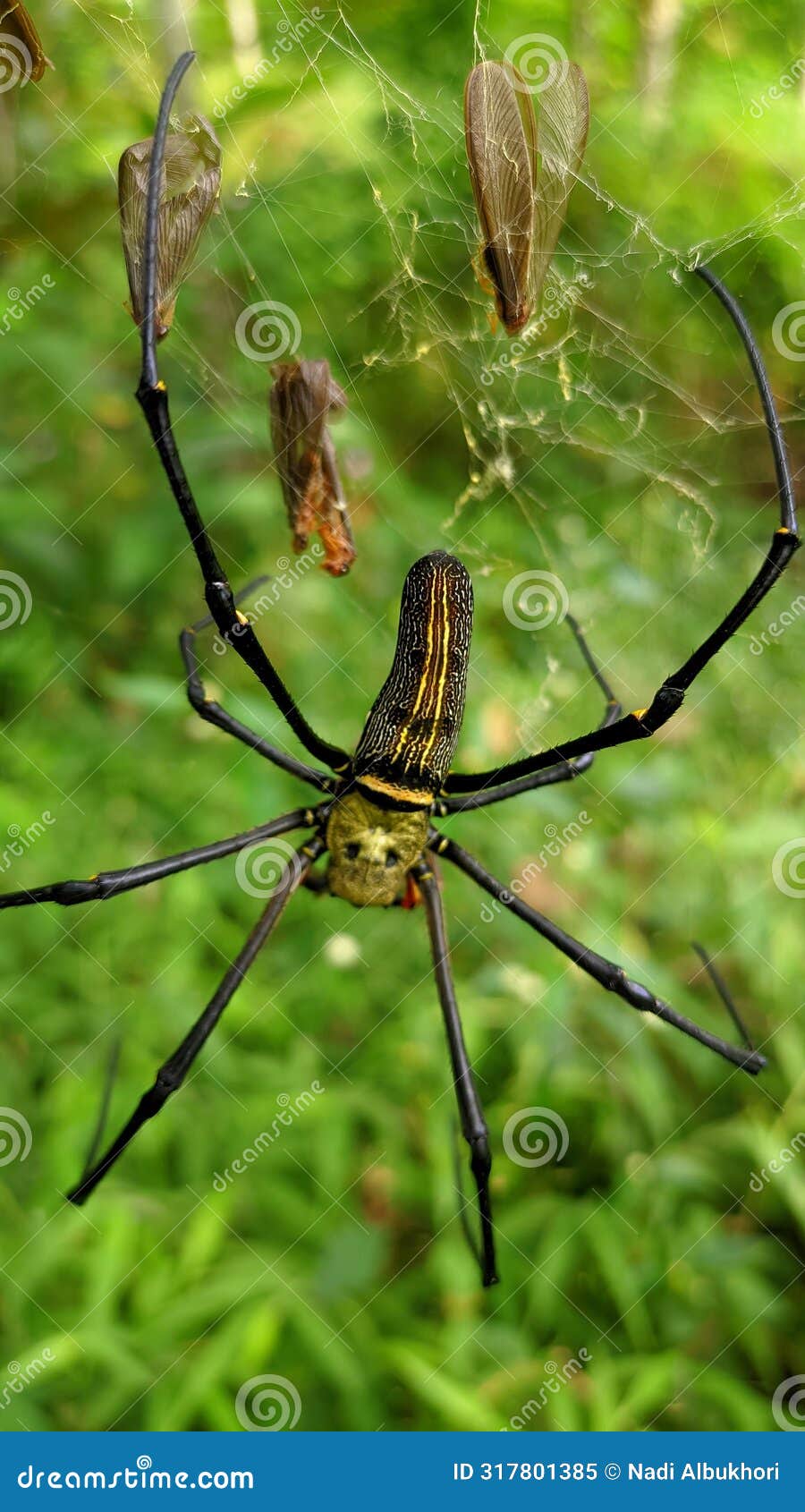 Spider with Trapped Insect stock image. Image of aurosa - 317801385