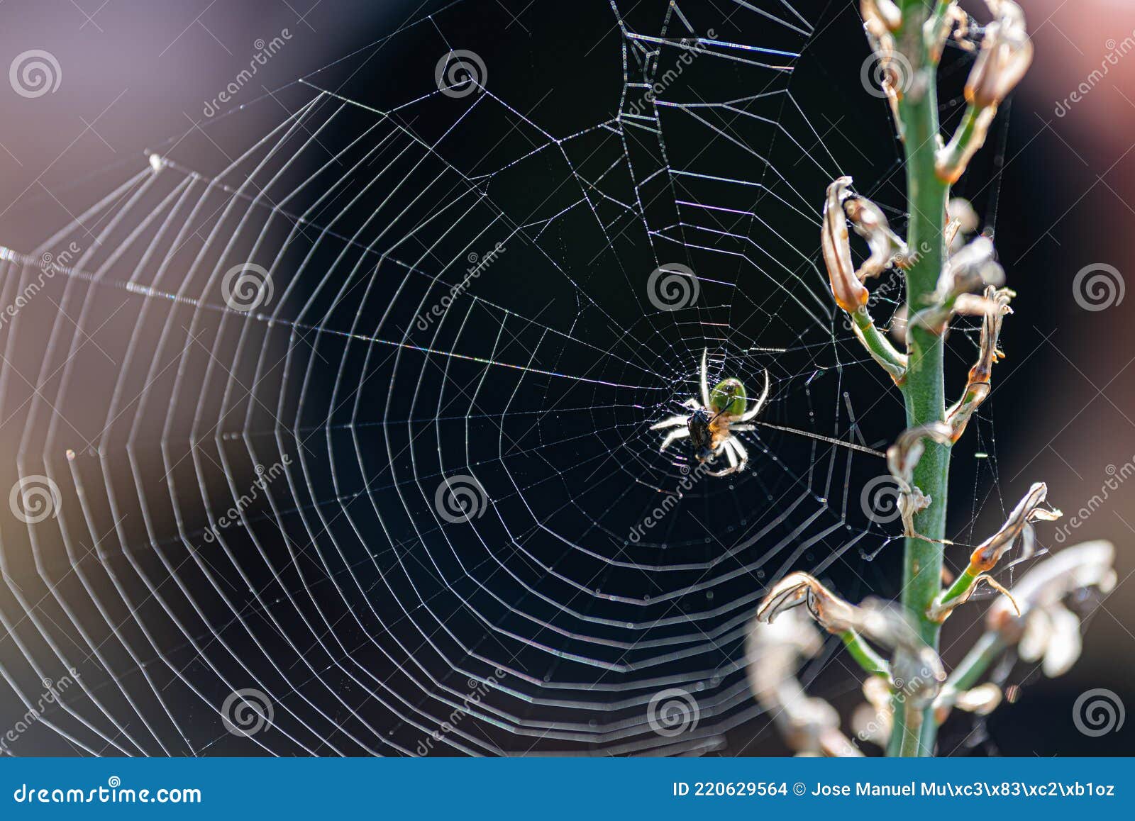 Spider Trapping Its Prey in a Web Stock Photo - Image of prey, insect ...