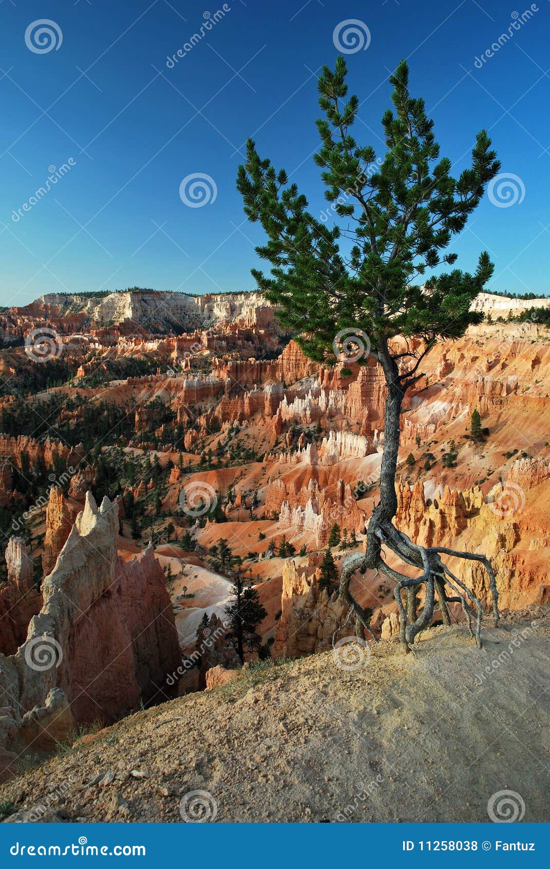Spider Tree stock photo. Image of landscape, park, rocks - 11258038