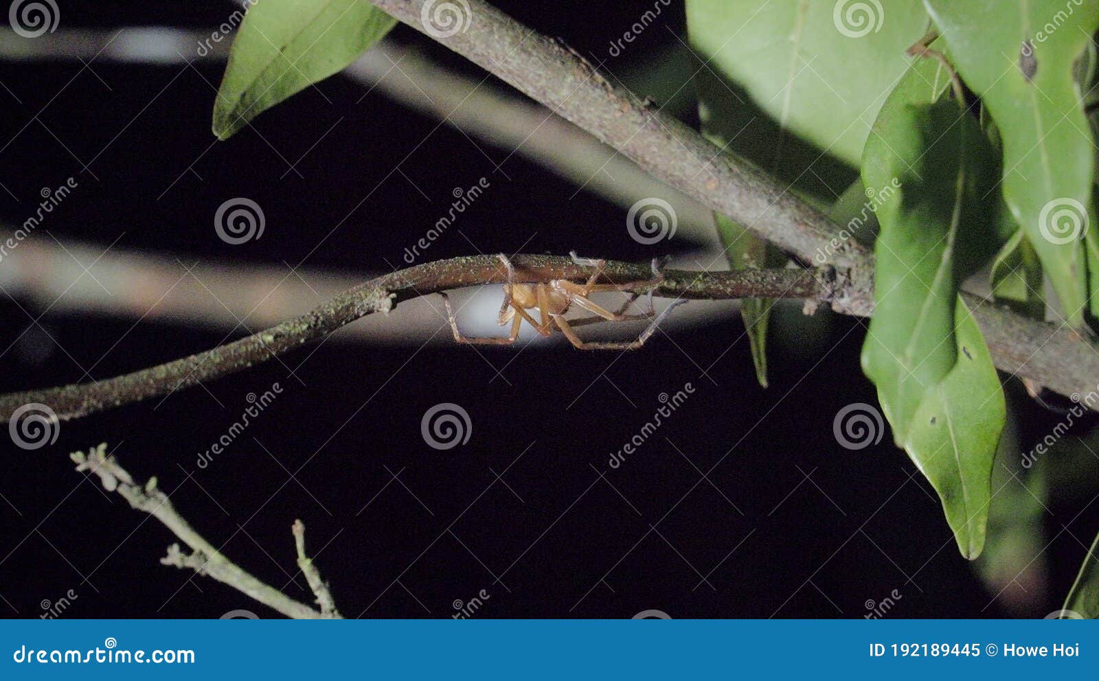 Spider on tree stock image. Image of spiderweb, insect - 192189445