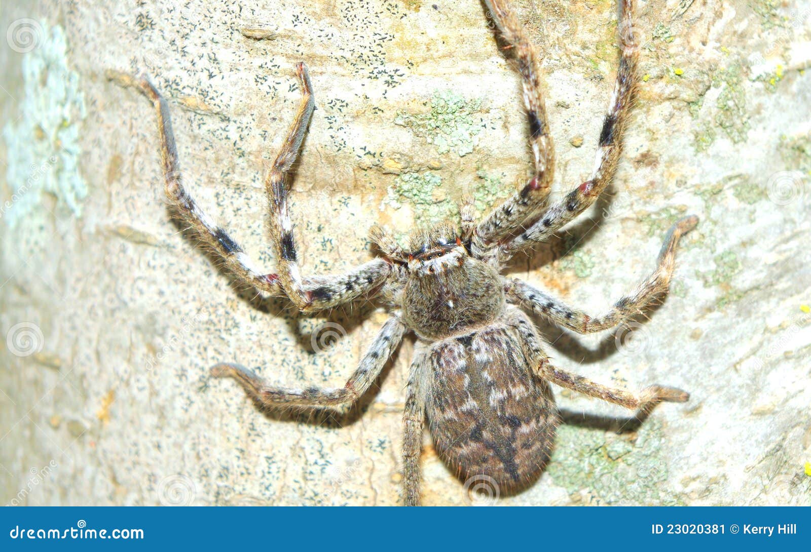 Spider on tree stock image. Image of australian, huntsman - 23020381