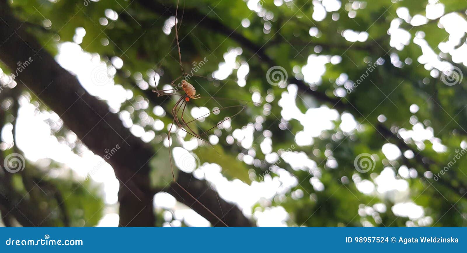 Spider stock photo. Image of details, tree, forest, spider - 98957524
