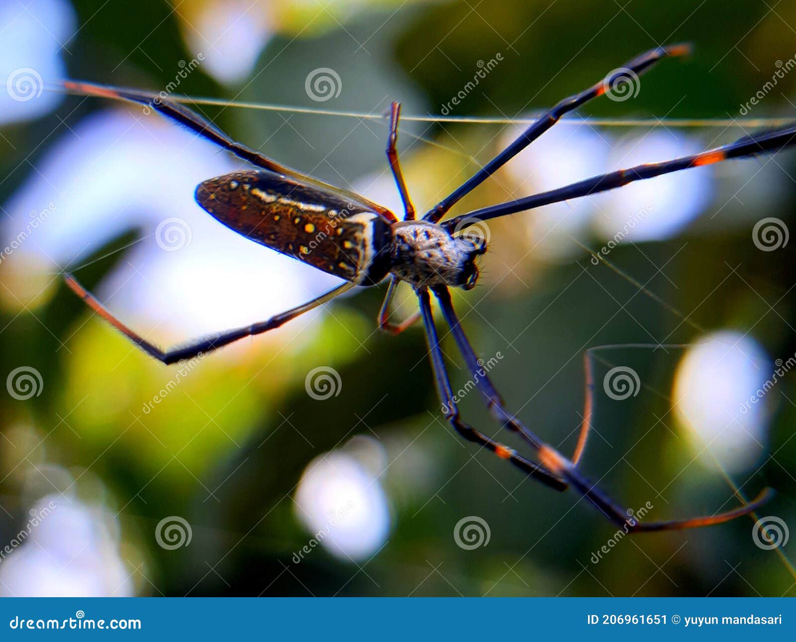 Spider on the Tree in the Afternoon Stock Image - Image of afternoon ...
