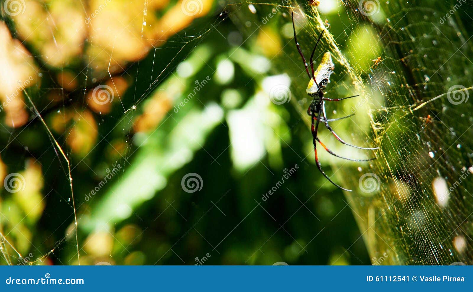 Spider in the tree stock image. Image of kenya, tree - 61112541
