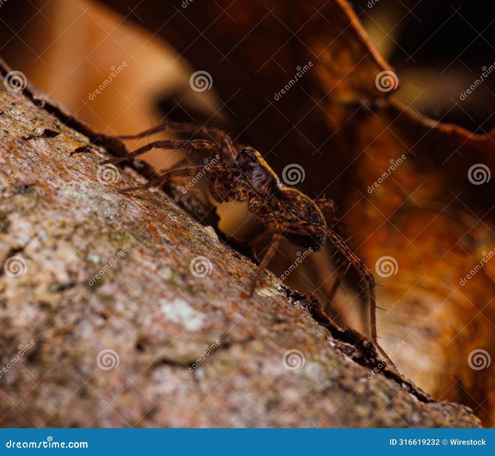 Spider on a tree branch stock photo. Image of poisonous - 316619232