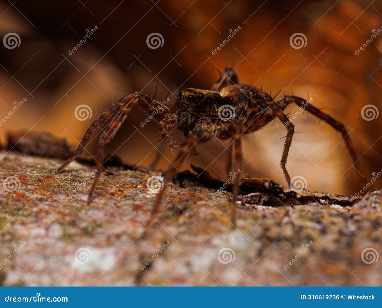 Spider on a tree branch stock photo. Image of crawly - 316619236