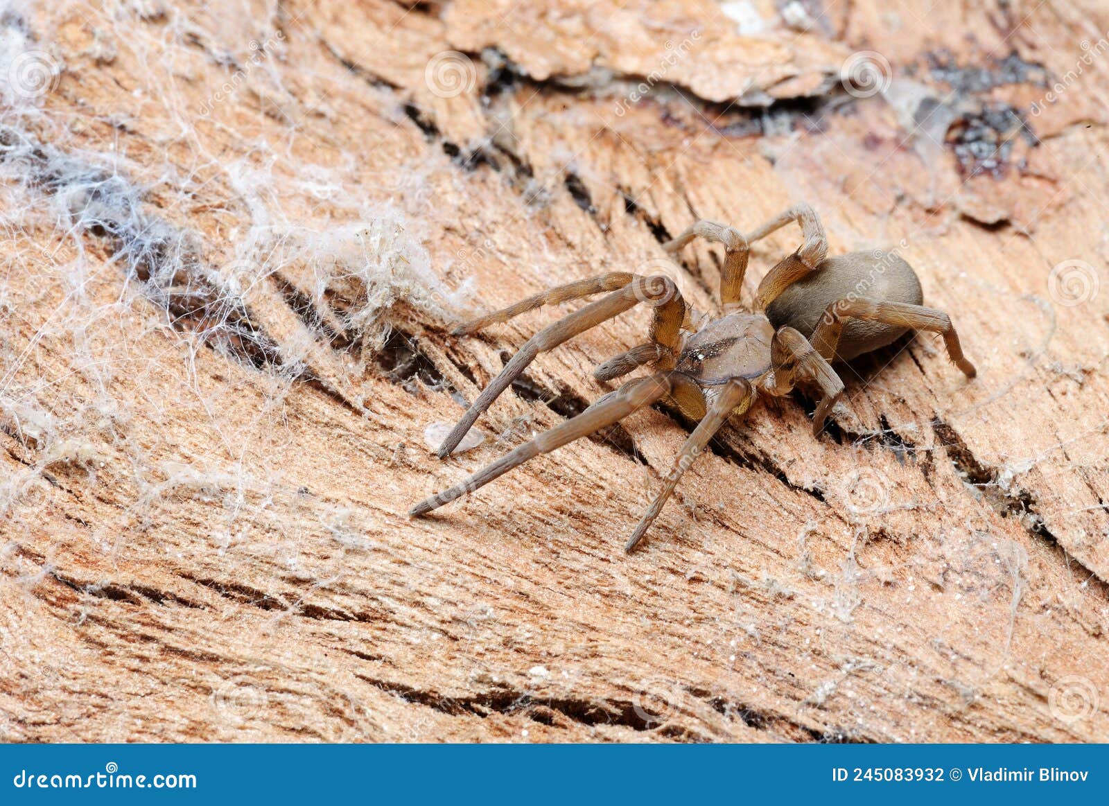 Spider on the tree stock photo. Image of closeup, brown - 245083932
