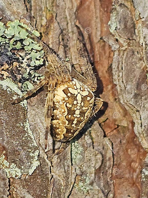 Spider on the Tree in the Forest Stock Photo - Image of moth, arthropod ...