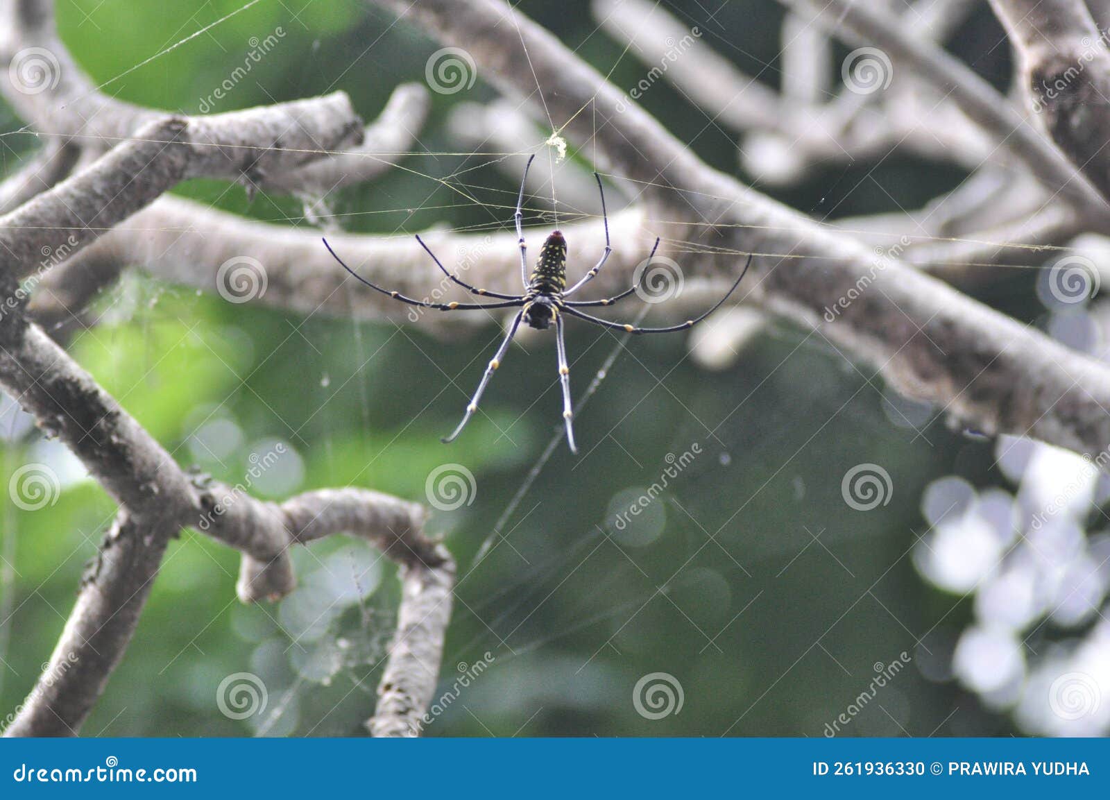 SPIDER in the TREE stock photo. Image of wildlife, tree - 261936330