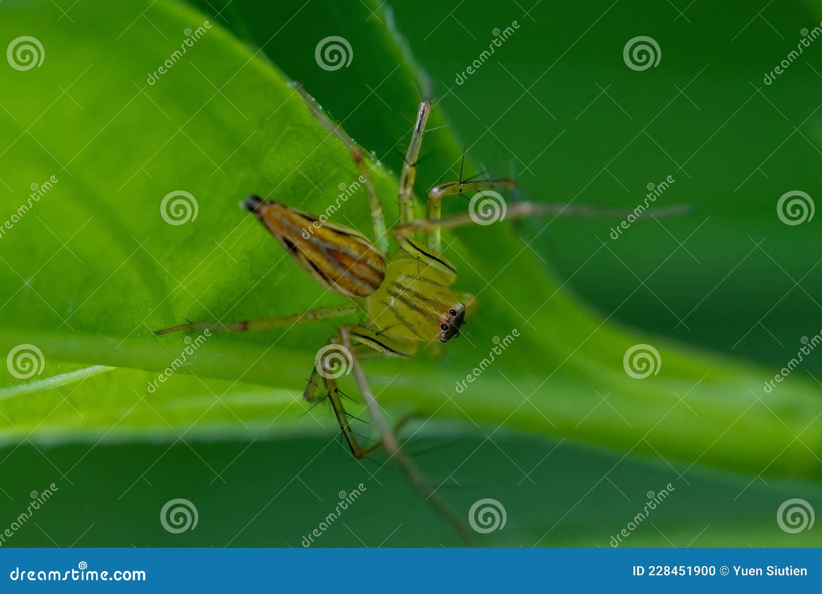 Spider on the Tree with Nature Background Stock Photo - Image of ...
