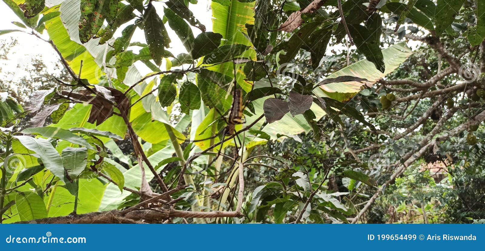 Spider on tree stock image. Image of fruit, plant, jungle - 199654499
