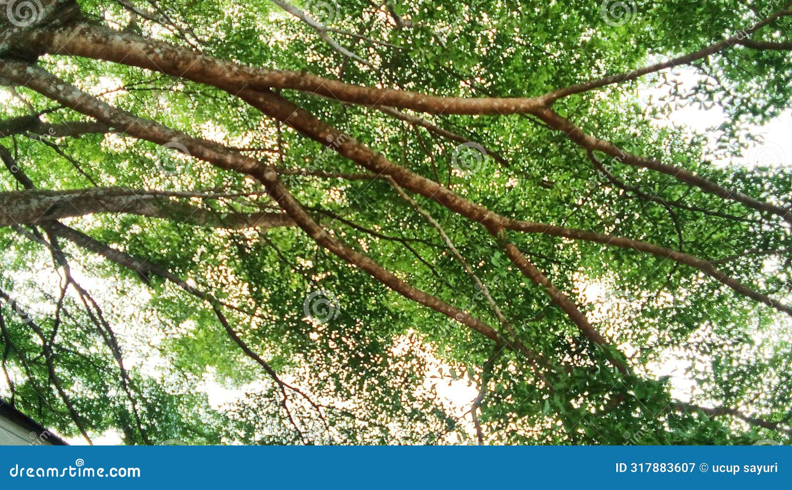 The spider tree stock image. Image of plant, spider - 317883607