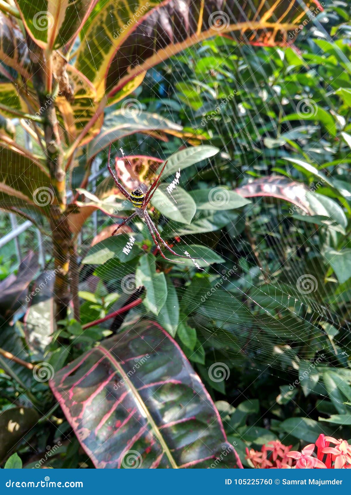 Spider in tree stock photo. Image of wave, spider, tree - 105225760