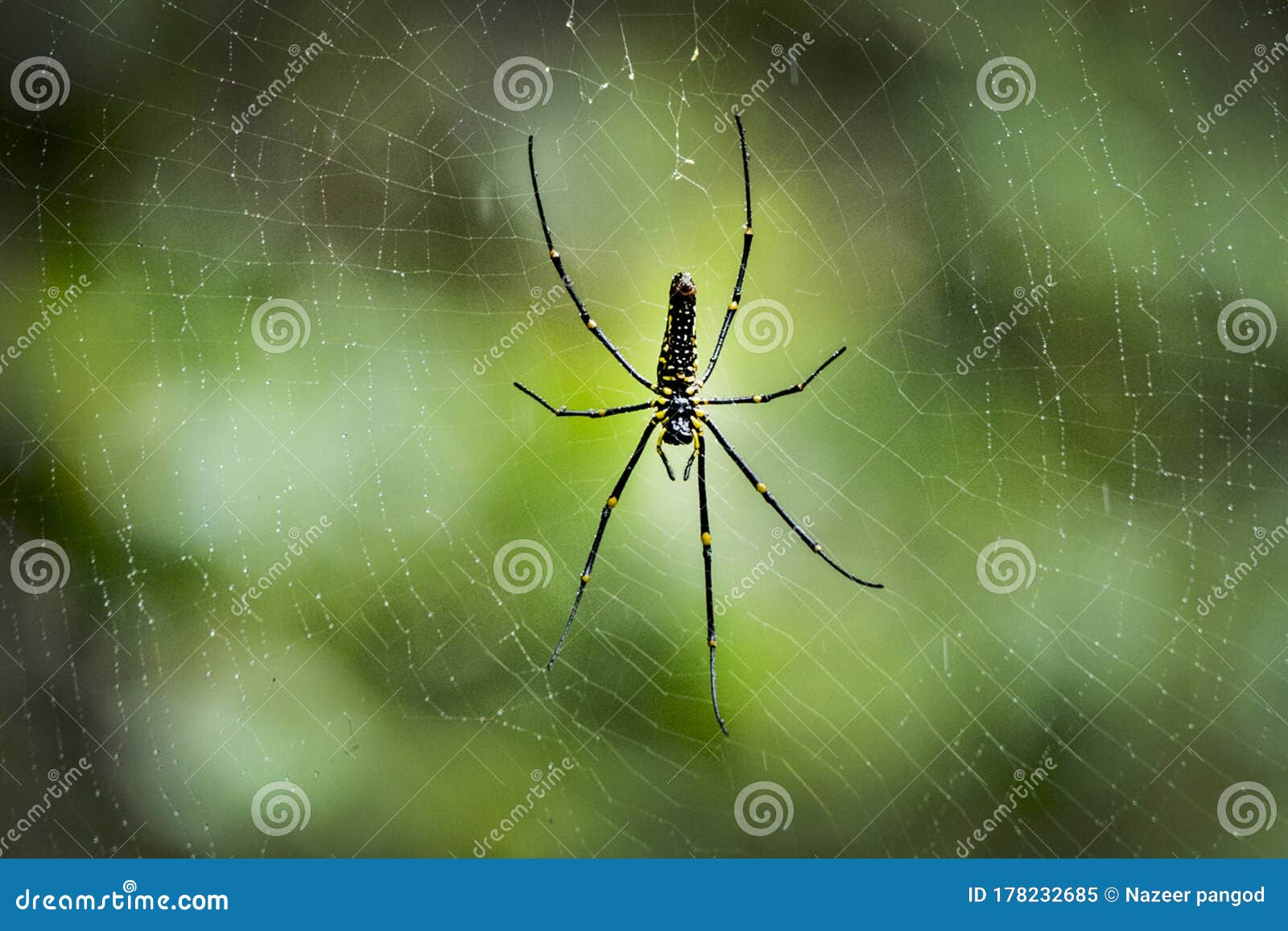 Spider Tree Treespider Tiger Forest Kerala Jungle Net Stock Image ...