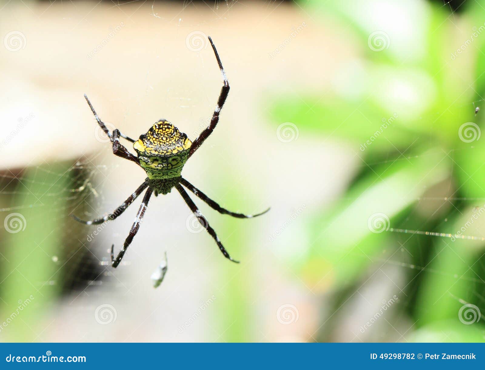 Spider stock photo. Image of hunting, tropical, danger - 49298782