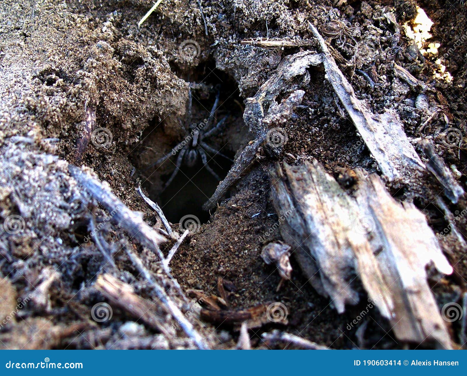 Spider in Underground Tunnel Stock Photo - Image of nature, animal ...