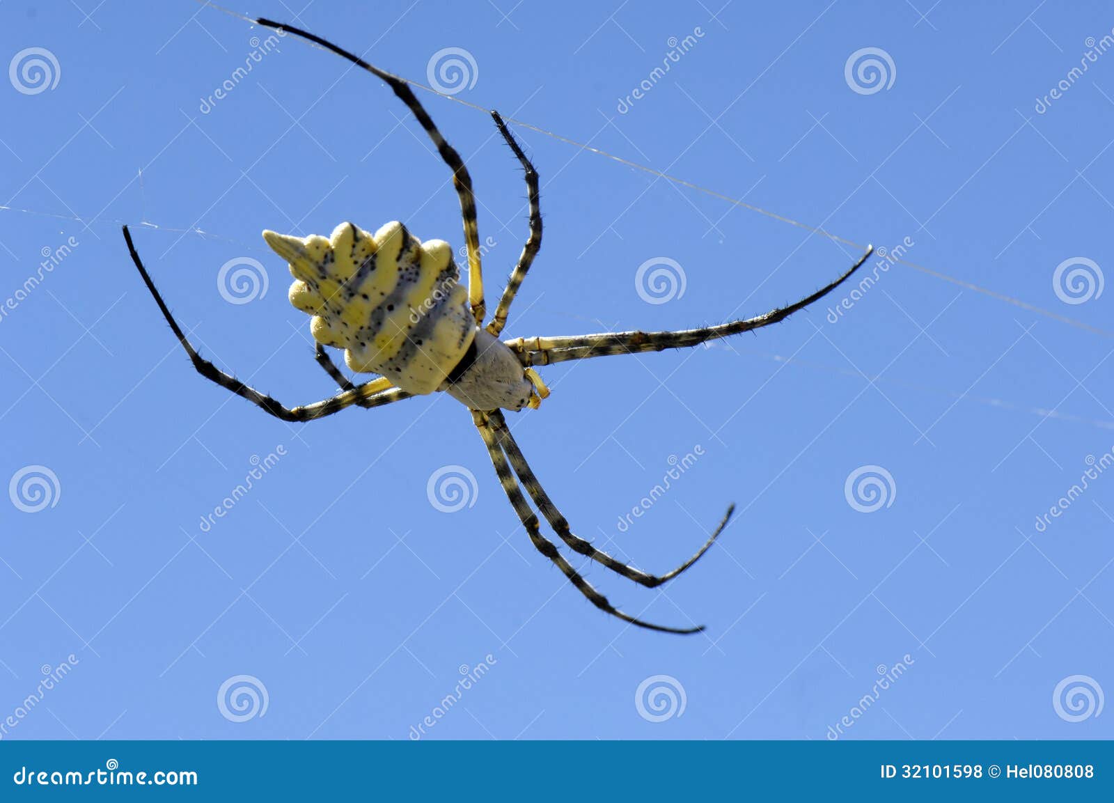 Spider, Closeup of Yellow and Brown Spider Against Blue Sky, Namibia ...