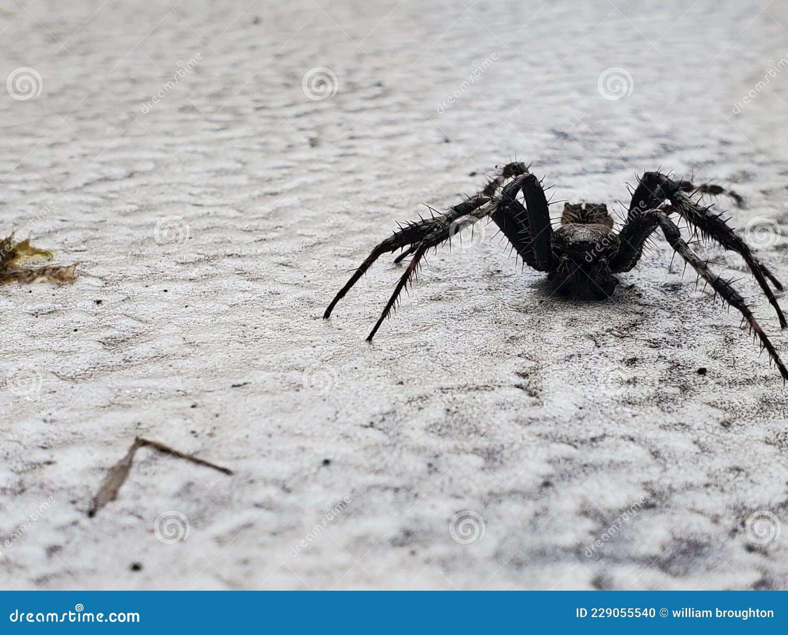 Spider up close stock photo. Image of nature, white - 229055540