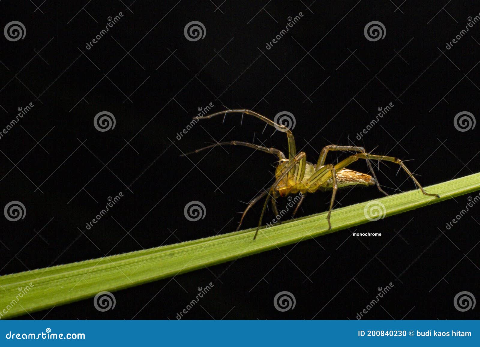 Spider up night stock photo. Image of insect, night - 200840230