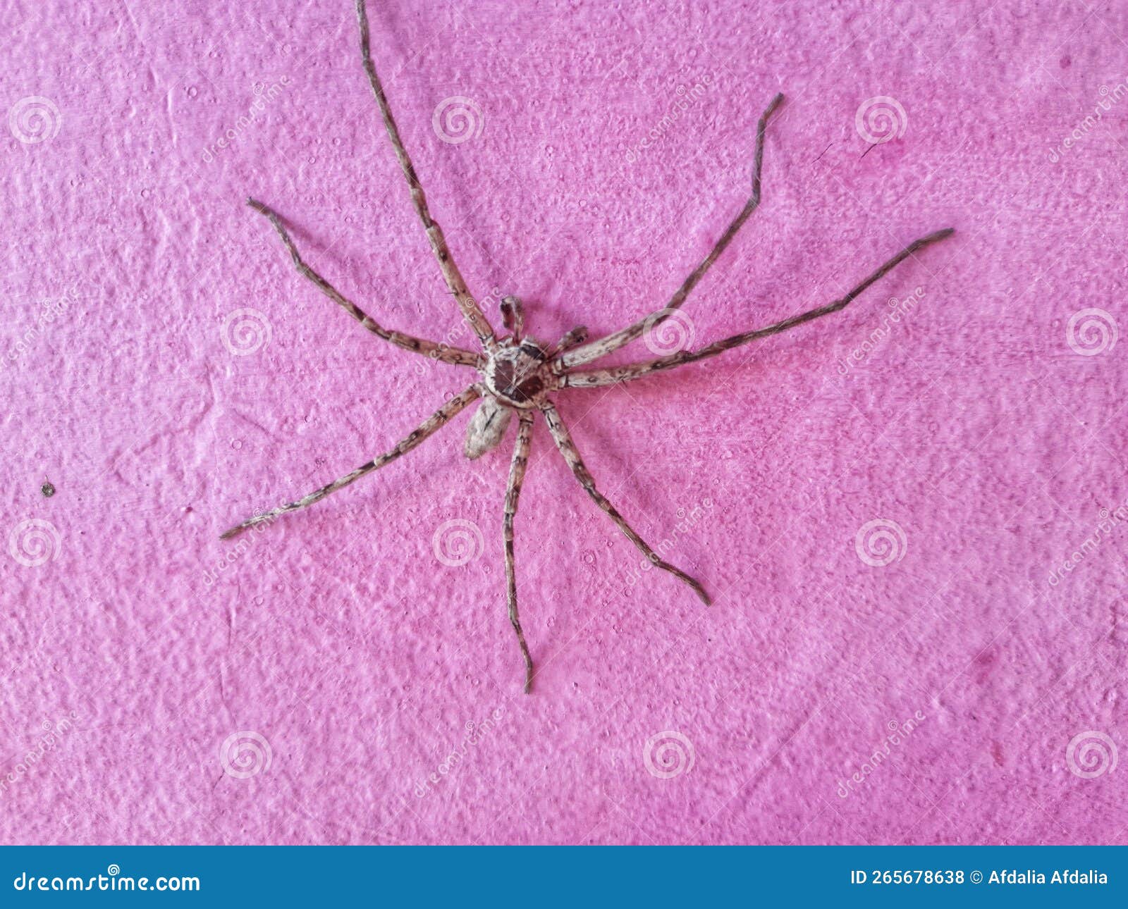 A Spider that Usually Nests in the House Stock Photo - Image of foot ...