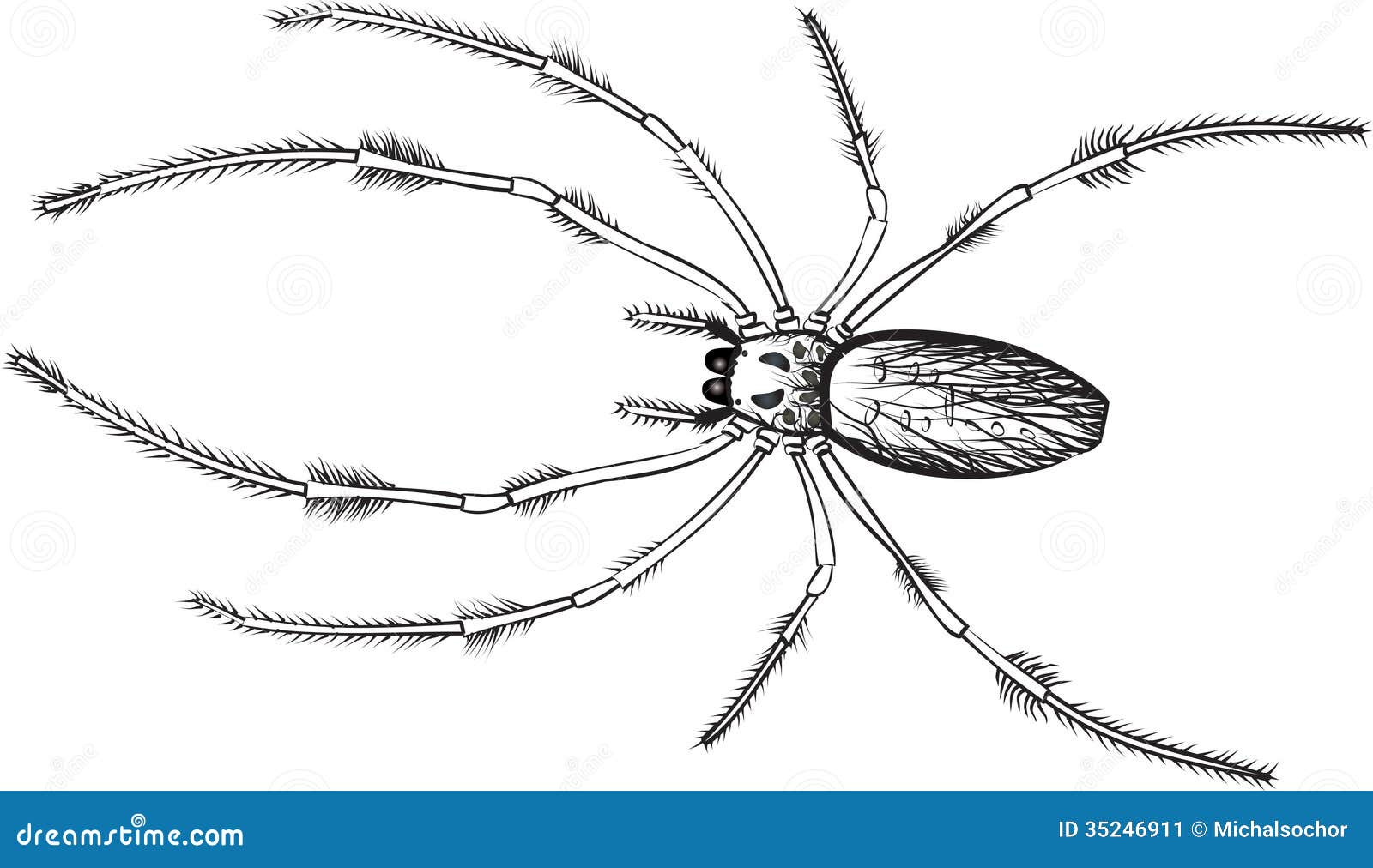 Spider stock illustration. Illustration of legs, phobia - 35246911