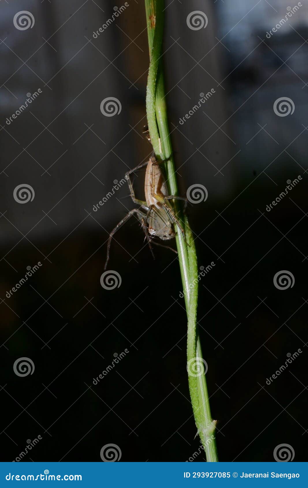 Spider in the Vegetable Patch Stock Image - Image of plant, branch ...