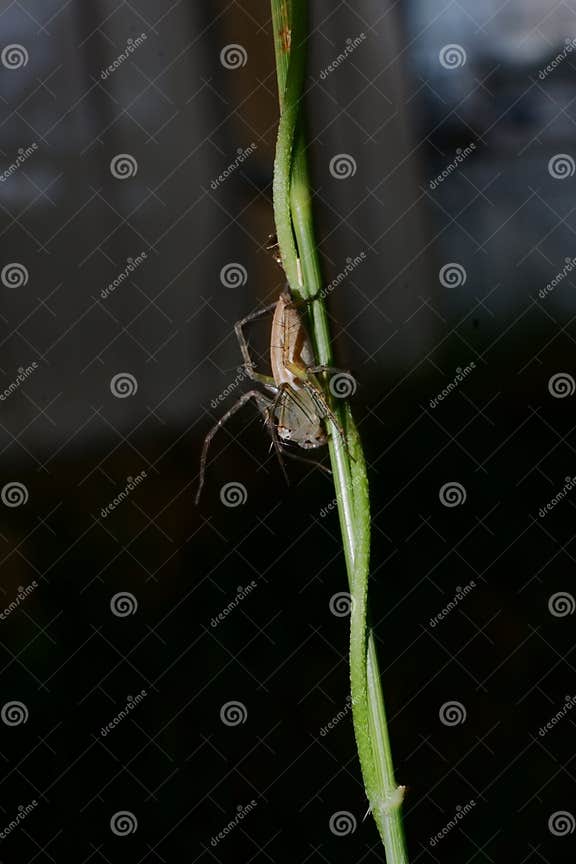 Spider in the Vegetable Patch Stock Image - Image of plant, branch ...