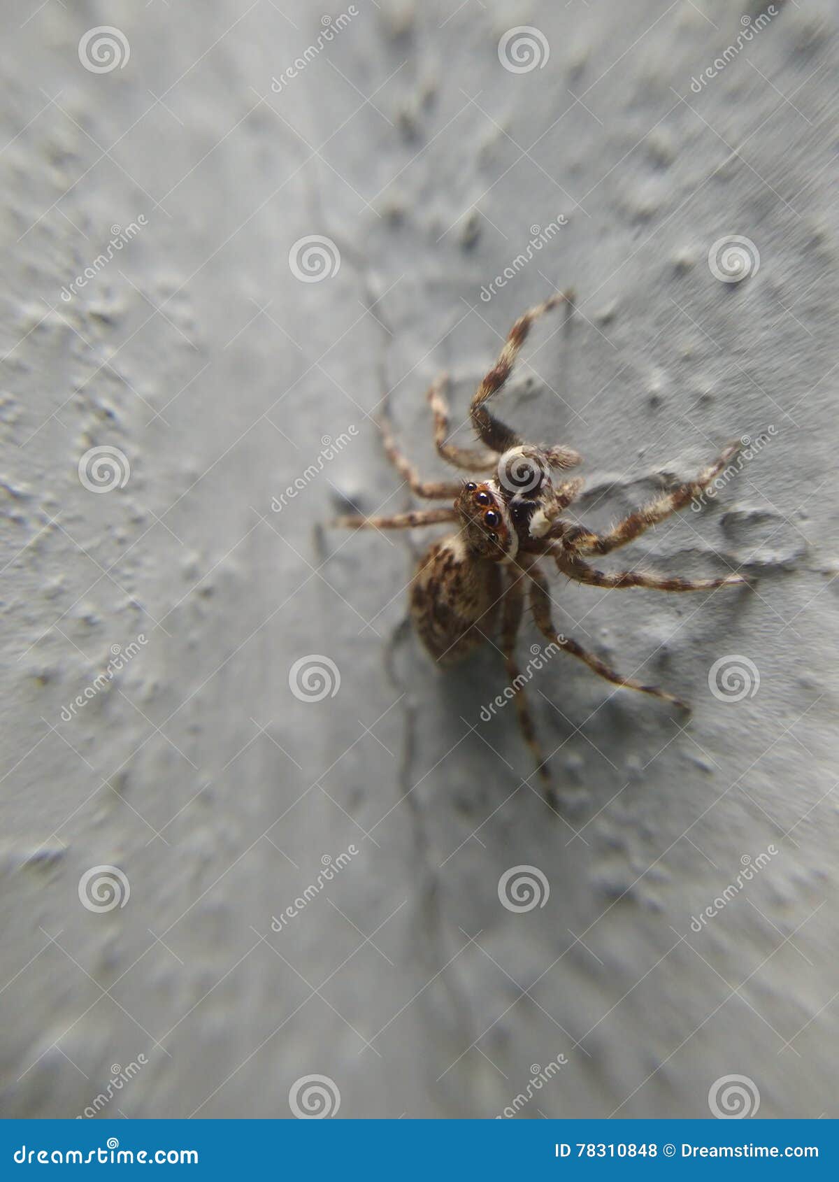 Spider stock photo. Image of spider, fast, faster, insects - 78310848