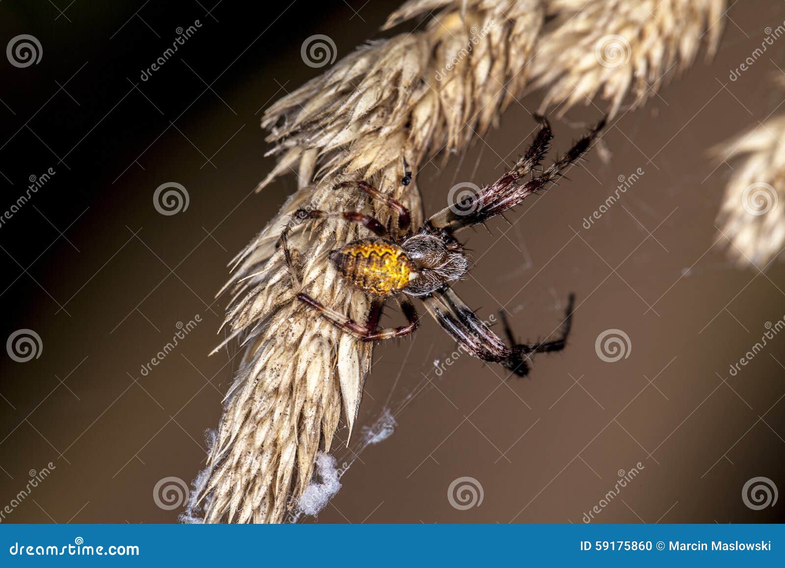 Spider stock photo. Image of meadow, plant, beauty, illuminated - 59175860