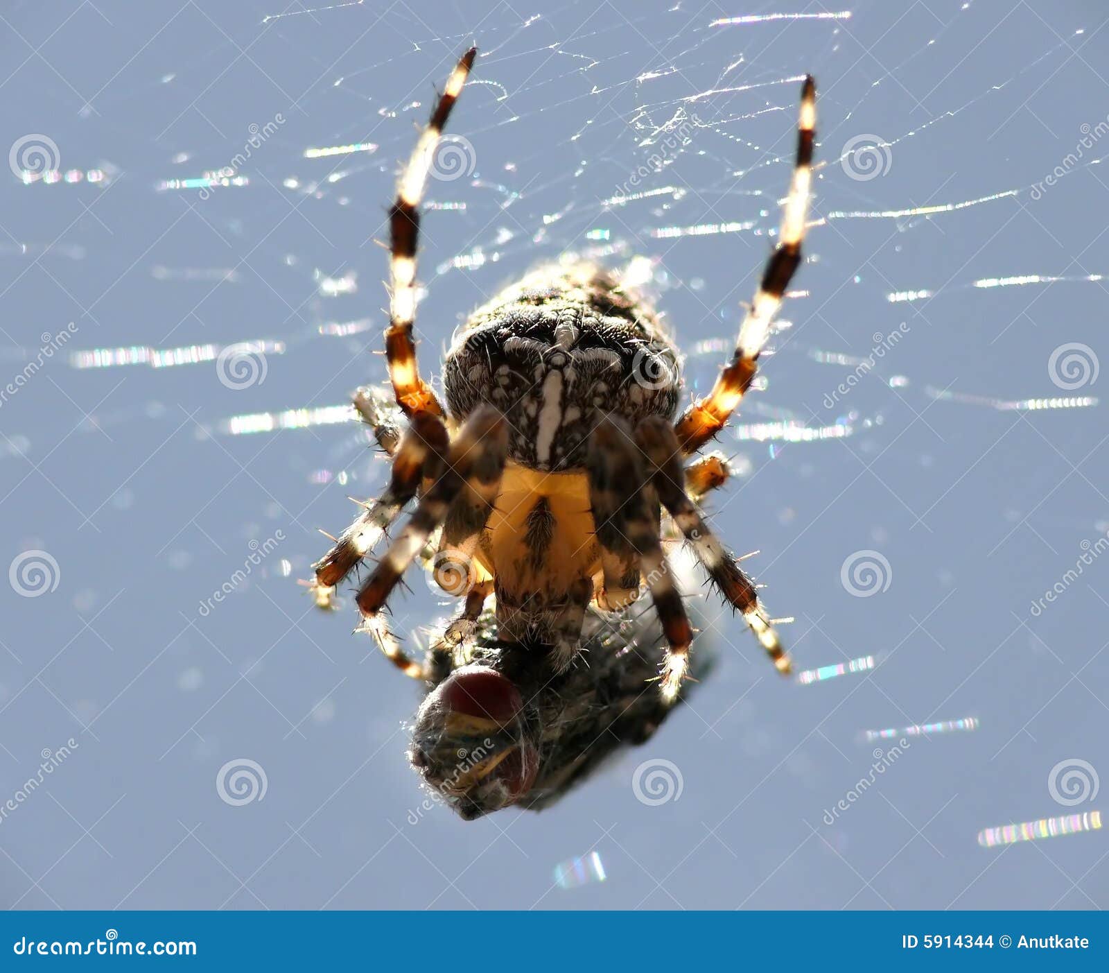 Spider with Victim in Cobweb Stock Photo - Image of behaviour ...
