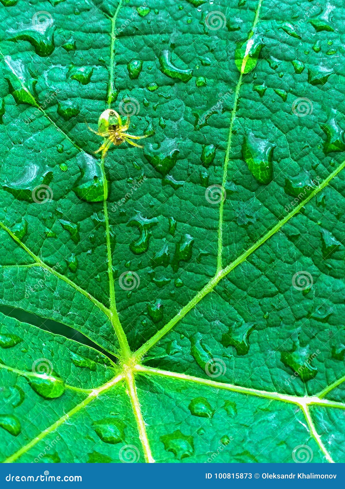 Spider on the vine leaf stock image. Image of texture - 100815873