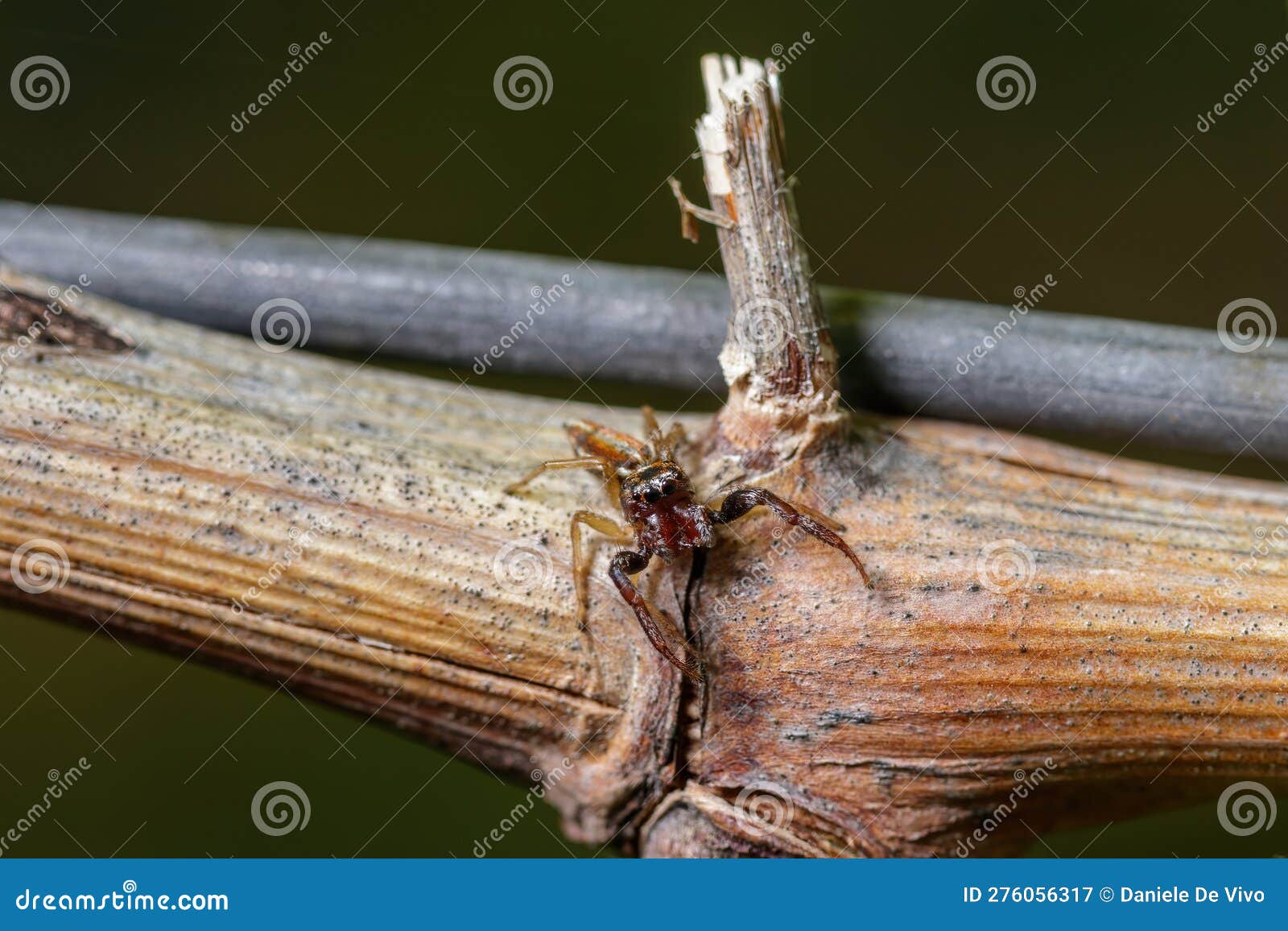 A spider on a vine stock image. Image of danger, closeup - 276056317