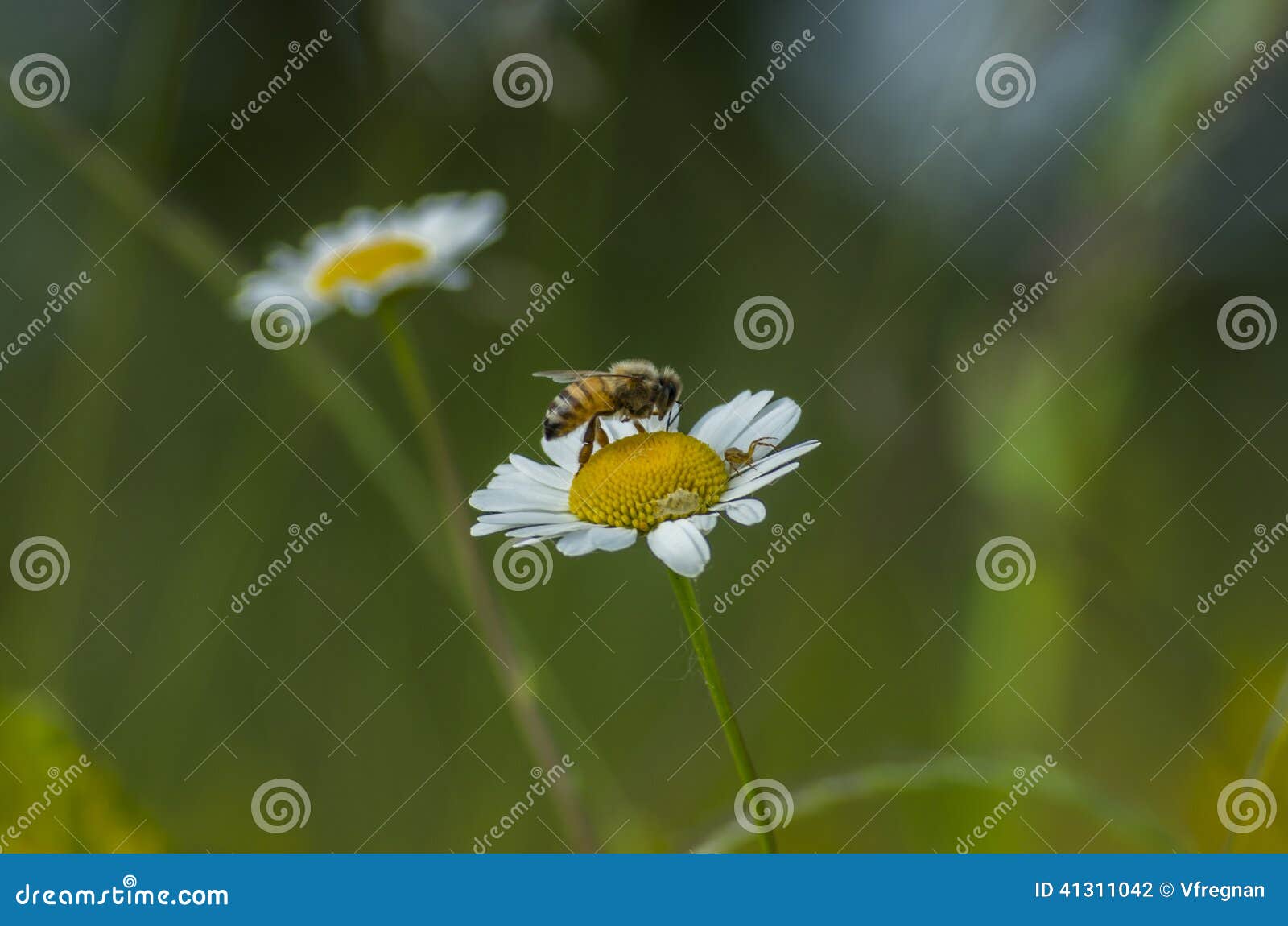 Spider vs. bee stock photo. Image of chlorophyll, purple - 41311042