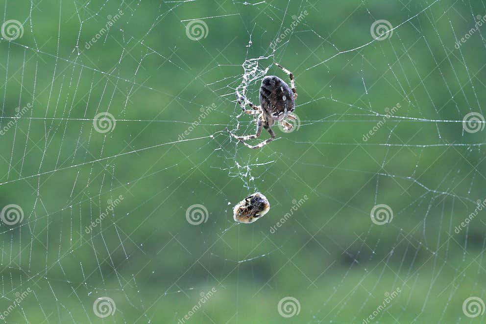 Spider vs wasp stock photo. Image of macro, nature, waiting - 65369464
