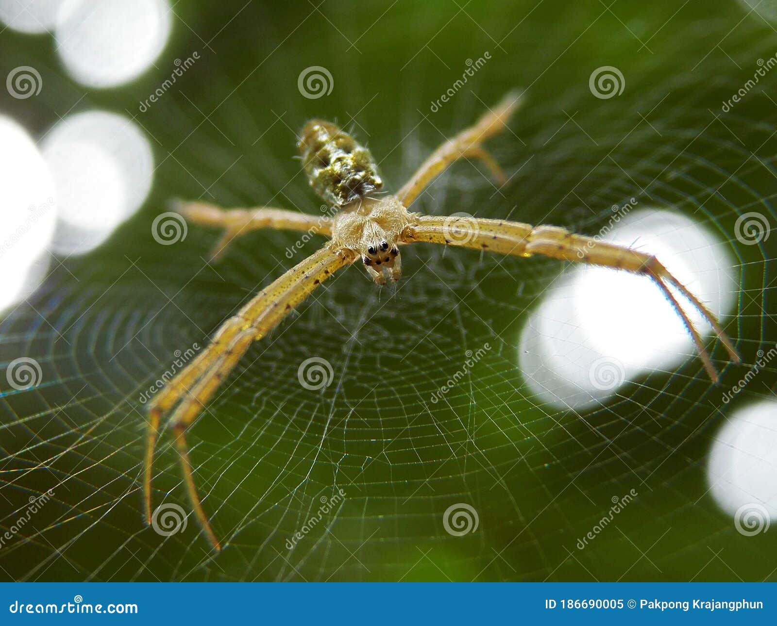 Spider Wait for Food on Spider Web. Stock Image - Image of animal, leaf ...