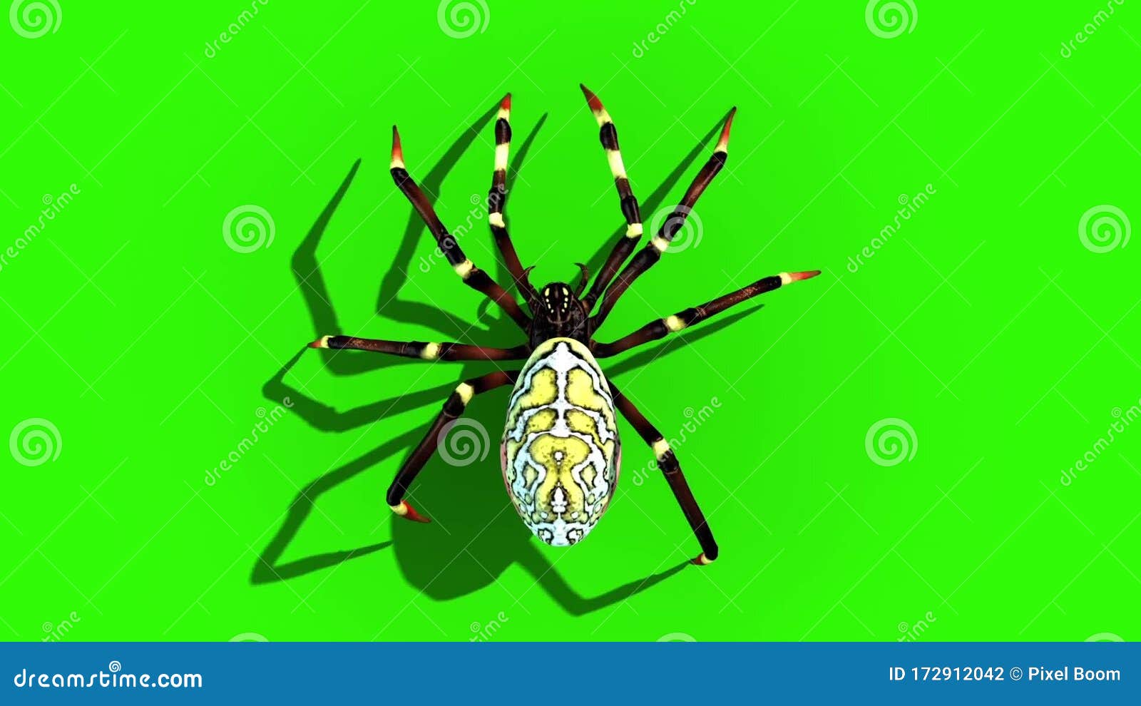 Spider Walk Cycle Green Screen Loop Top 3D Rendering Animation Stock ...