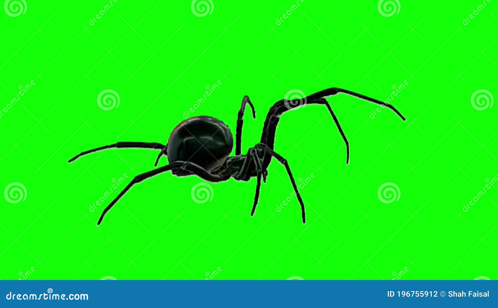 Spider Walking on Green Screen Stock Footage - Video of cobweb ...