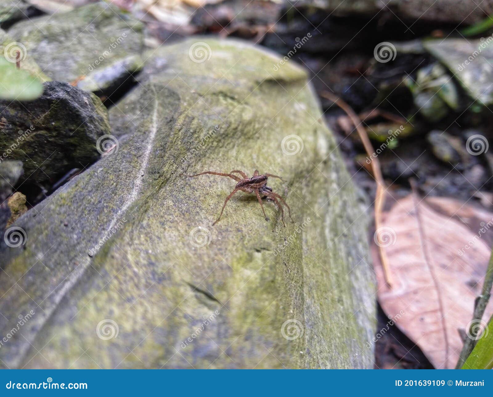Spider Walking on Old Stone Stock Image - Image of rock, plant: 201639109