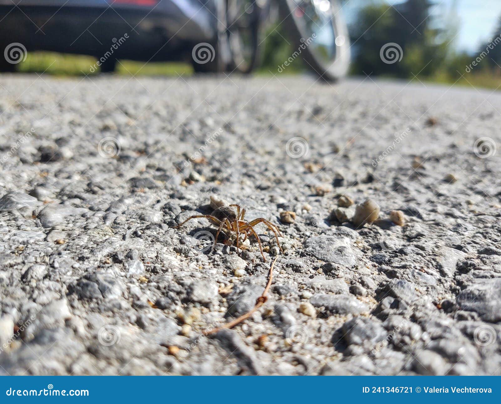 Spider on the Road during Sunny Day. Stock Image - Image of large ...