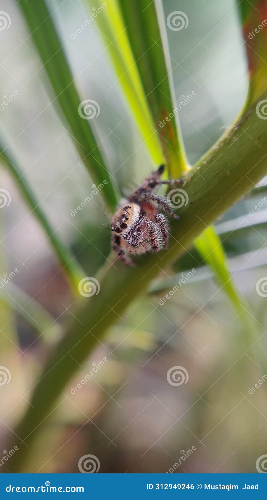 A Spider is Walking on a Tree Branch Stock Photo - Image of spider ...